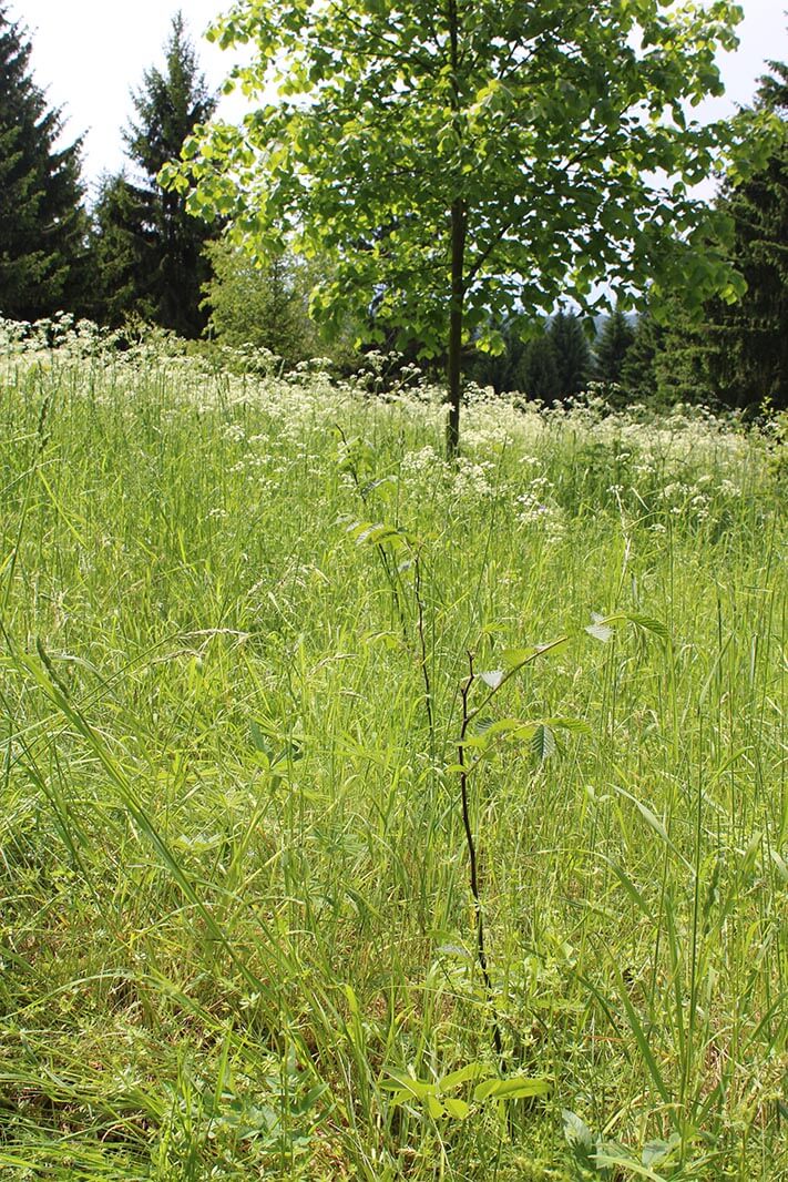 EBF supports reforestation efforts in Germany